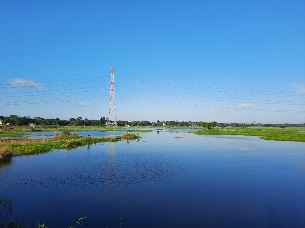 Striated Babblers, Eurasian Cuckoo, Pheasant-tailed Jacana, and more ...